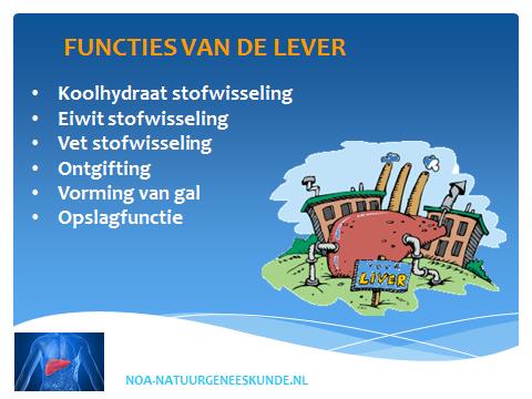 Taal van je lichaam: De Lever (Deel 9)